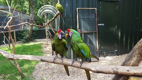 Tropical Birdland Leicester | Family Day Out in Leicester With Birds